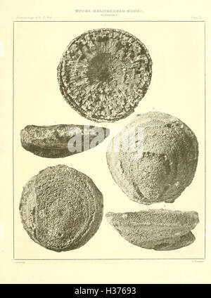 This work provides detailed illustrations of Devonian fossils ...