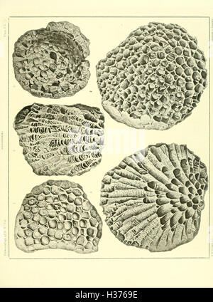 This work features illustrations of fossils from the Devonian period ...