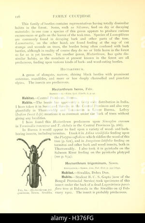 This work focuses on forest insects in India that are of economic ...
