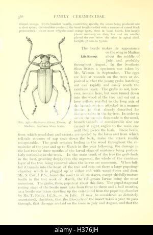 This work details insect pests that affect cigar-type tobaccos in the ...