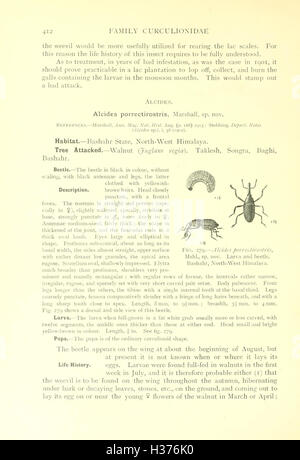 This work explores the various forest insects found in India that hold ...