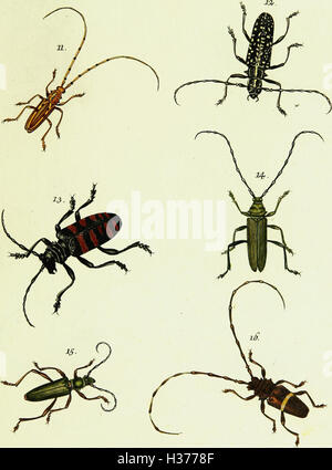 This translation of Johann Euseb Voets' work on the description and ...