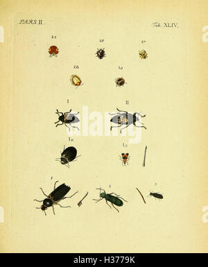 This plate contains descriptions and illustrations of hard-shelled ...