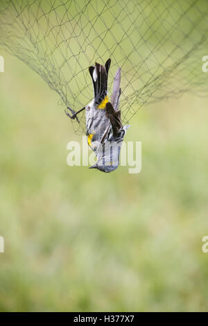 Bird in mist net, bird trapping and conservation for bird ringing Stock ...