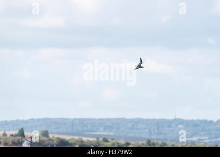 Flying Grey Plover - Kiebitzregenpfeifer - Pluvialis squatarola ssp ...