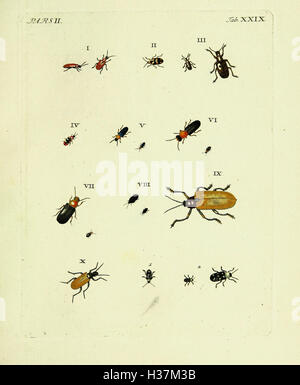 A detailed illustration of hard-shelled beetles (Coleoptera) by Johann ...