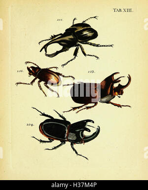 Johann Euseb Voets' work describes and illustrates hard-shelled insects ...