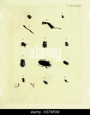 Johann Euseb Voets' work features descriptions and illustrations of ...