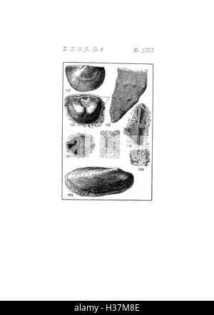 A detailed guide to the fossil and geological features of the Upper ...