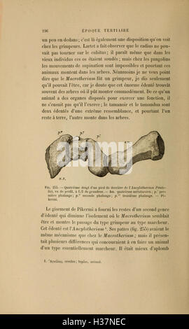 This work examines the connections and transitions of animal life ...