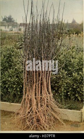 Luther Burbank’s work, detailed in this publication, outlines his ...