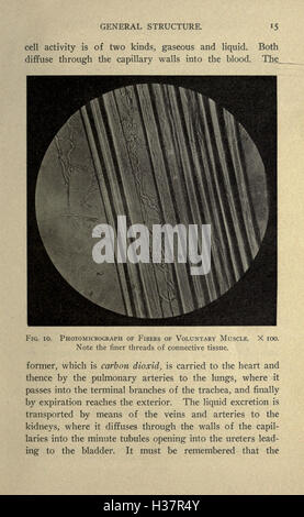 This work focuses on the anatomy of mammals, detailing the structure ...