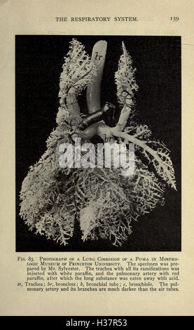 This work covers the anatomical structure of mammals, providing ...