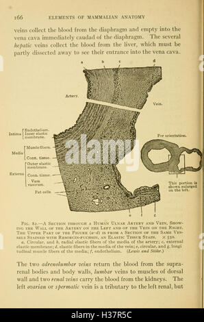 This work covers the anatomical structure of mammals, examining their ...