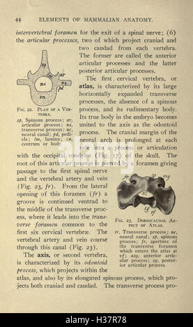 This text provides an overview of mammalian anatomy, focusing on the ...