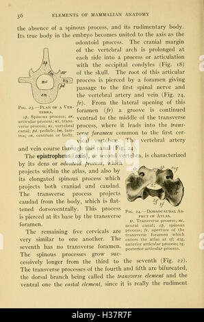 This text covers the study of mammalian anatomy, describing the ...