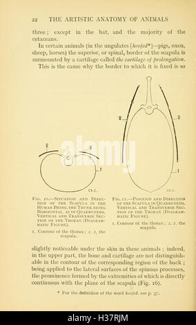 This book presents a detailed study of animal anatomy through artistic ...