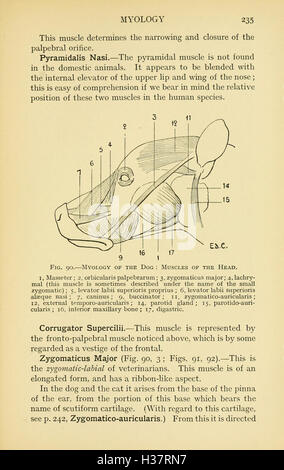 This book presents a detailed analysis of the anatomical and functional ...