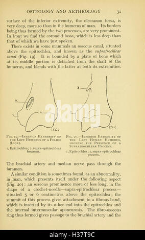This book explores the artistic representation of animal anatomy ...