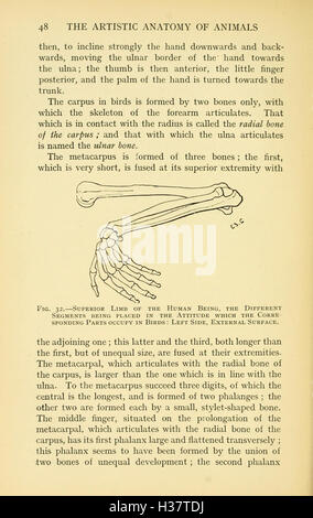 This page explores the artistic representation of animal anatomy ...