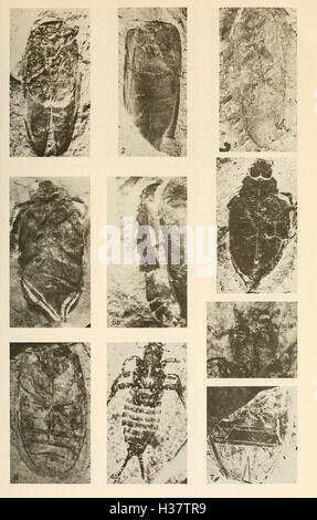 This work examines the Mesozoic era Coleoptera, focusing on the beetles ...