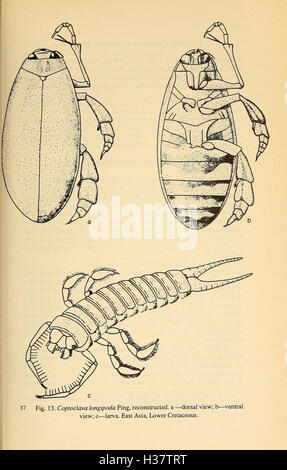 A study of Mesozoic-era beetles, focusing on their species and ...