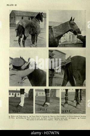 This book covers contemporary techniques and practices in horsemanship ...