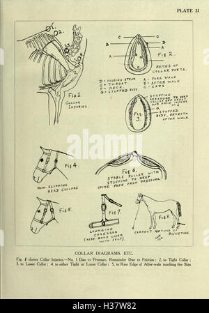 This page discusses modern methods of horse management, focusing on ...