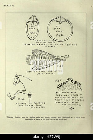 This work focuses on contemporary practices in horse management ...