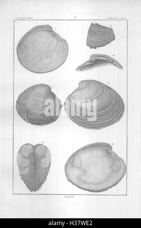 . Mollusca and Crustacea of the Miocene formations of New Jersey ...