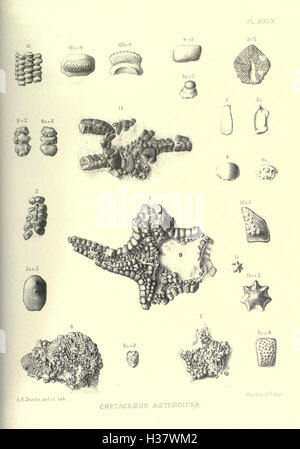 A monograph detailing the British fossil echinoderms from the ...