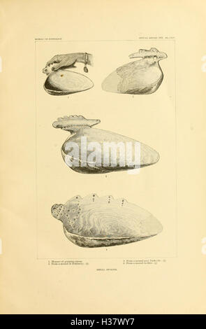 'Art in Shell of the Ancient Americans' explores the use of shells in ...
