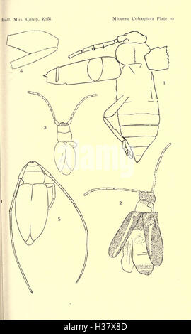 This work details the discovery and classification of new neuropteroid ...