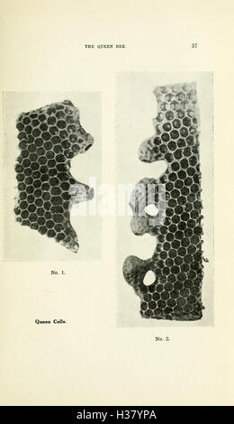 This work explores the history and culture of beekeeping, detailing the ...