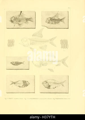 A study on fossil fish species, focusing on their morphology ...