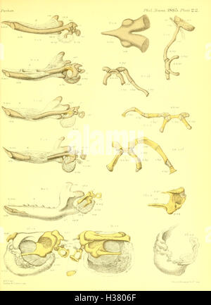 This work discusses the anatomical structure and developmental ...