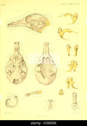 This work focuses on the anatomy of mammals, detailing the structure ...