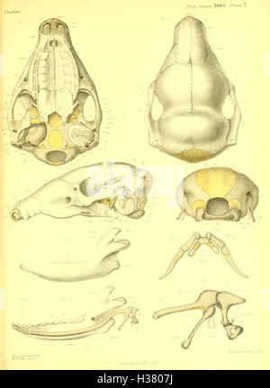 This study focuses on the skull anatomy of the Amiurus species ...