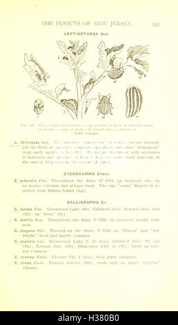 This page provides an overview of the Coleoptera order of insects ...