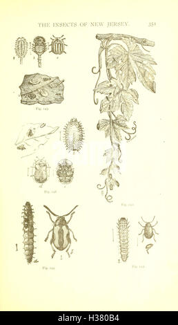 This section focuses on Coleoptera, the largest order of insects ...