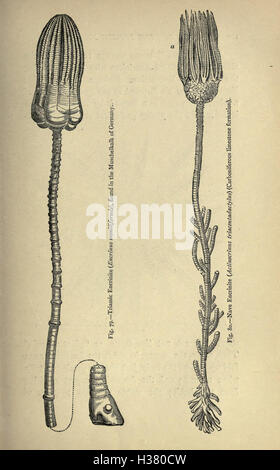 This guide highlights common British fossils and their locations ...