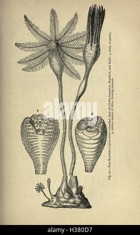 A guide to identifying common British fossils and their locations ...