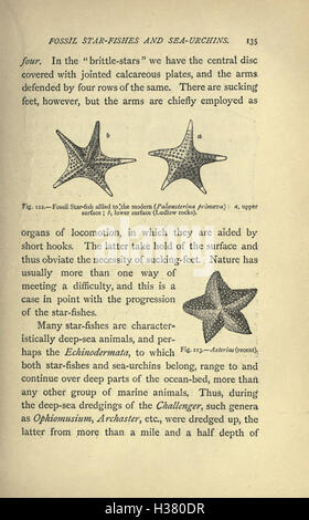 A guide to common British fossils and their locations, with details ...