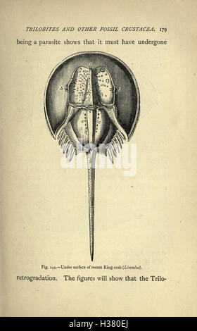 A guide to common British fossils, providing information on where they ...