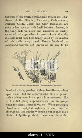 A guide to identifying common British fossils, with detailed locations ...