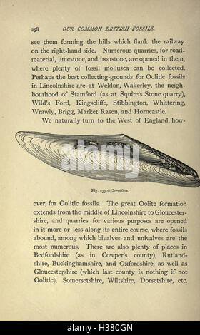This work provides a guide to common British fossils, detailing their ...