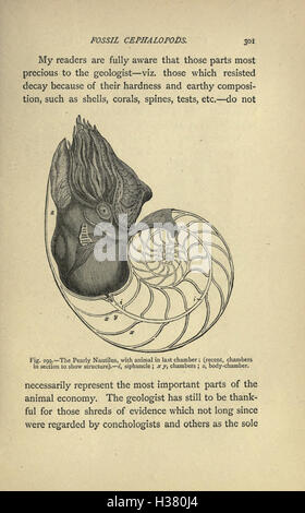 A guide to identifying and locating common British fossils, detailing ...