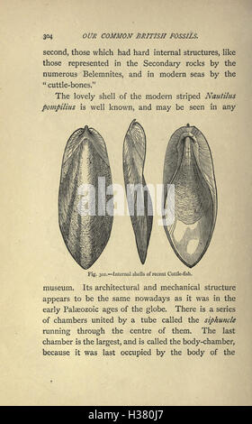 This page provides information on common British fossils, including ...