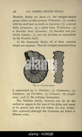 This guide provides information about common British fossils, detailing ...