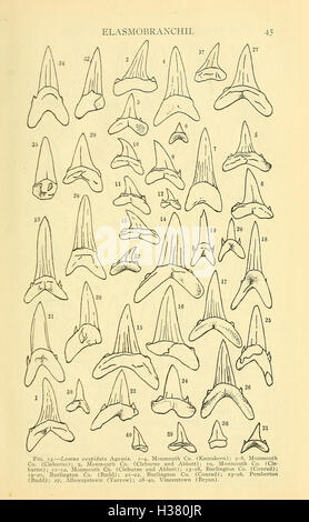 This work describes the fossilized remains of fish found in the ...